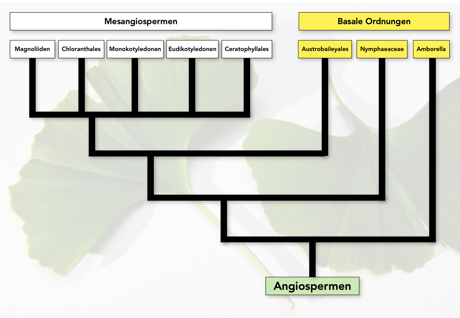 Botanik Helmich: System der Angiospermen: Basale Ordnungen
