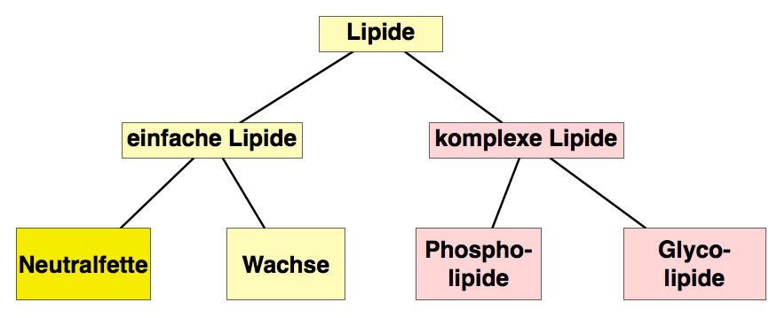 lipide - définition - C'est quoi