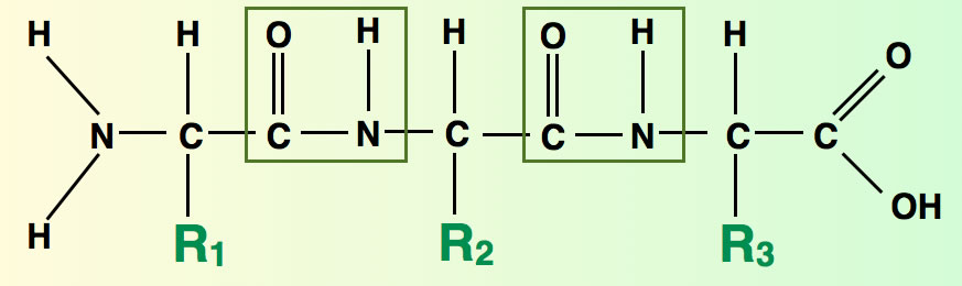 Reaktionsgleichung für die Bildung eines Tripeptids? (Biologie ...