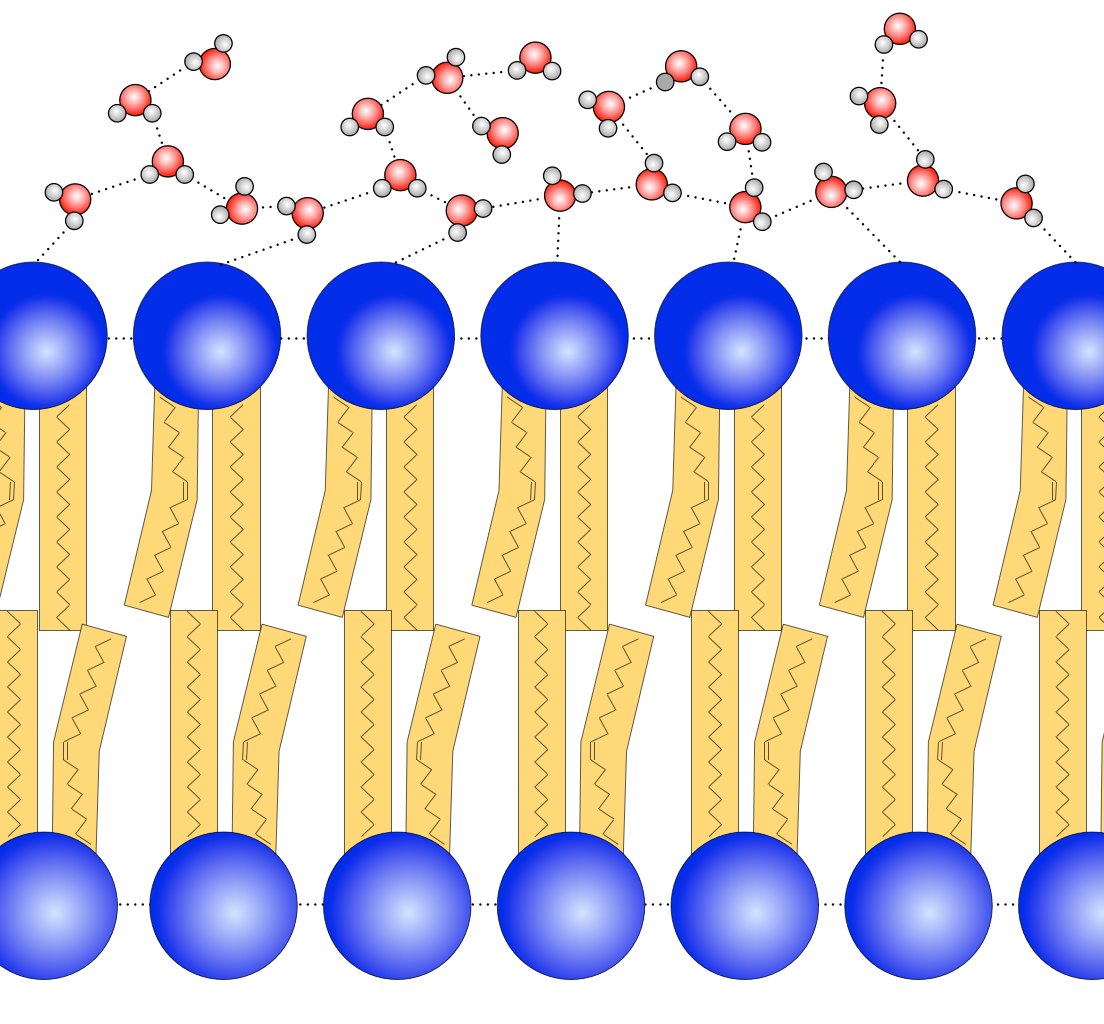 Eigenschaften von Lipid-Doppelschichten