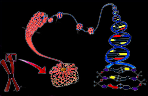 Struktur der DNA