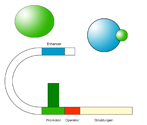 Eukaryoten: Silencer und Enhancer
