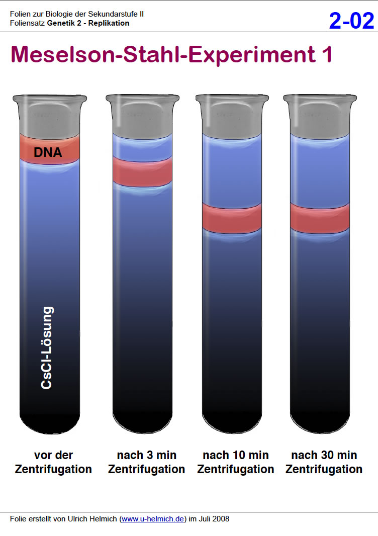 Eine der Folien aus dem Foliensatz "Replikation der DNA"