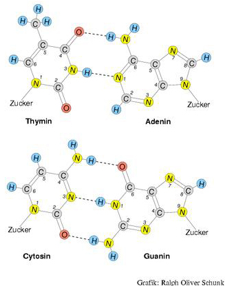 DNA Basenpaarung H-Brücken FRAGE wichtig - Biologie-LK.de