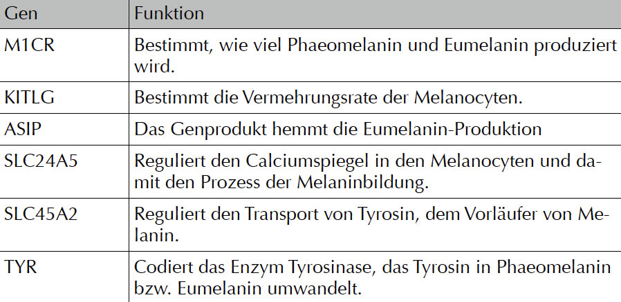 Polygene Vererbung der Hautfarben