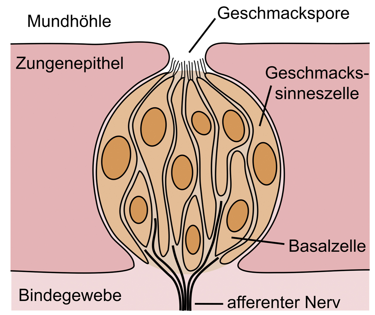 Geschmackssinn: Geschmackspapillen und -knospen