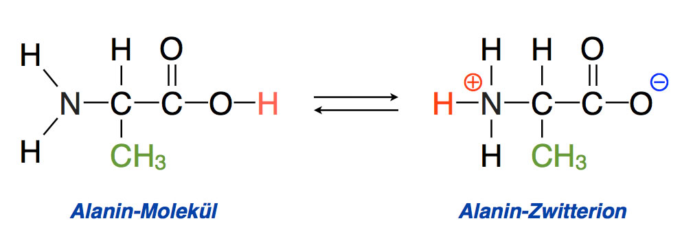 Aminosäuren, Bausteine der Proteine